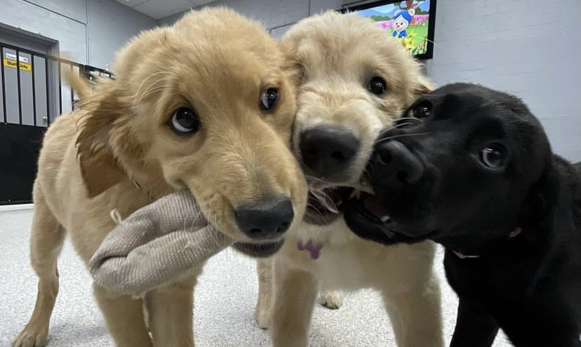 Puppy Play Group Growing | Hoochy Poochy