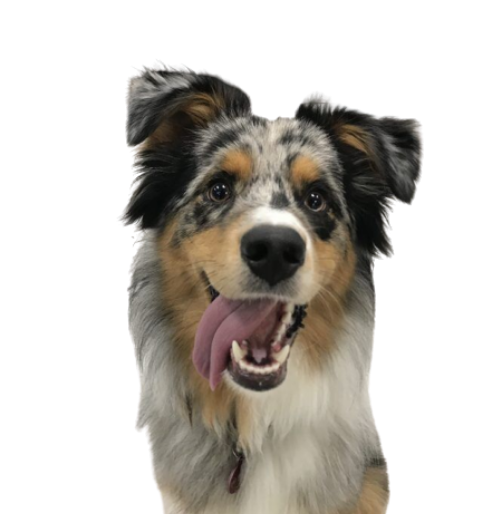 Abbotsford Dog Daycare | Doggie Daycare in Abbotsford